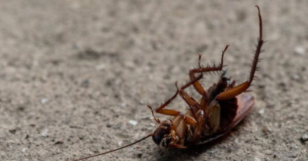 5 Way To Keep Roaches Out of the House | RightWay Integrated Lawn and ...